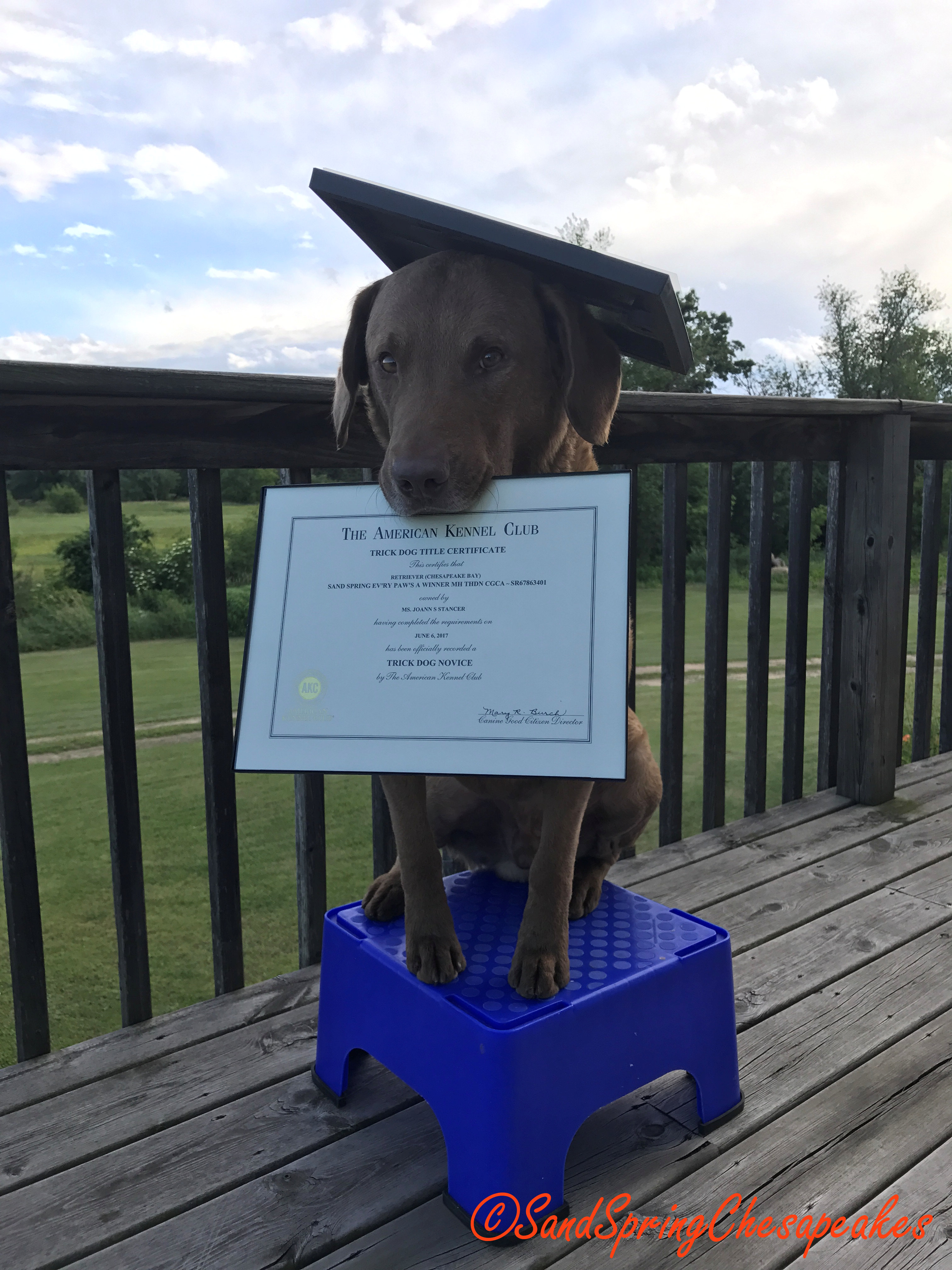 AKC Trick Dog Novice And Intermediate Titles – Sand Spring Chesapeakes