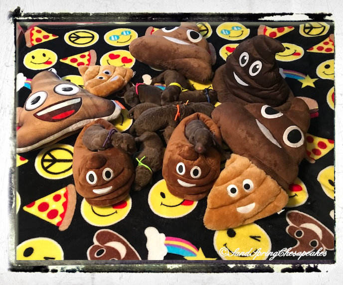 Here’s A Poop, There’s A Poop, Everywhere’s A Poop – Sand Spring ...