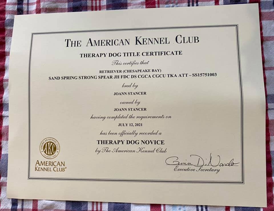 Gertie’s AKC Therapy Dog Novice Title – Sand Spring Chesapeakes